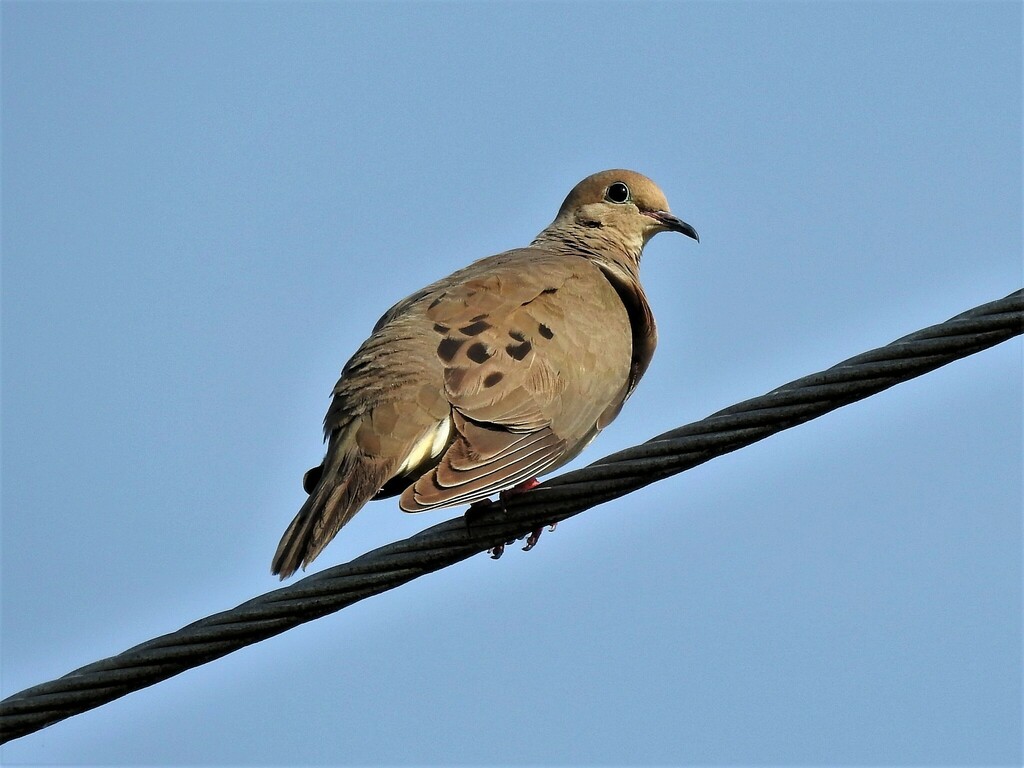 Mourning Dove from Arthur R. Marshall Loxahatchee Wildlife Refuge ...