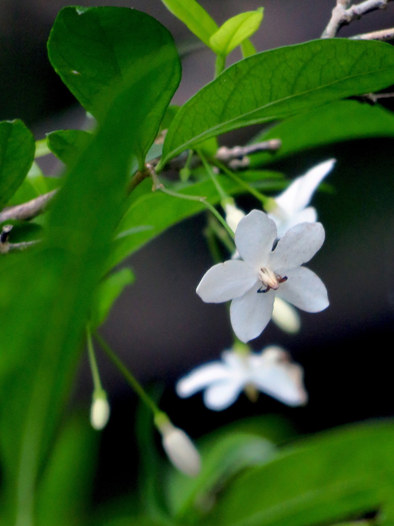 Water jasmine (Wrightia religiosa) - Botanical Realm