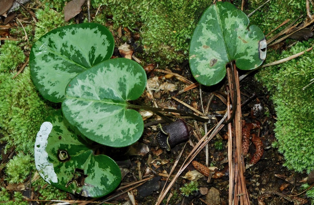 little heartleaf (Spring Ephemerals with Elaiosomes in Virginia ...