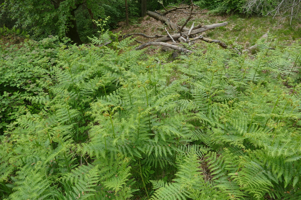 common bracken from 57820 Hultehouse, Frankreich on May 19, 2023 at 05: ...