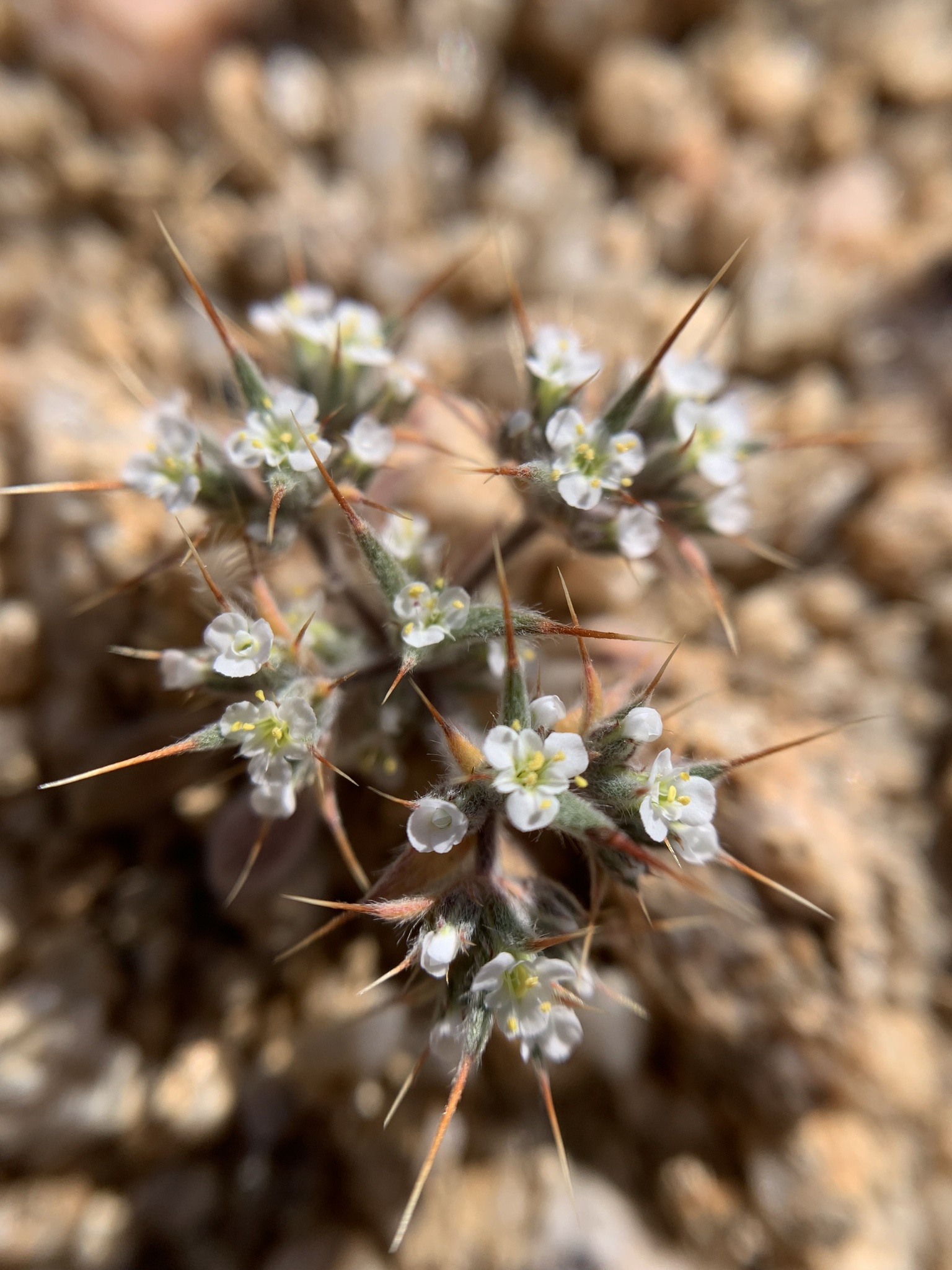 Chorizanthe spinosa S.Watson