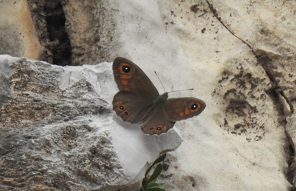 Large Wall Brown from Ostrog, Montenegro on May 19, 2023 at 03:48 PM by ...
