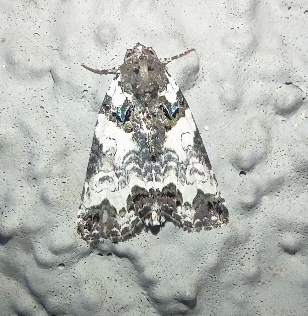Tufted Bird-dropping Moth from Skiatook Library, Tulsa County OK on May ...