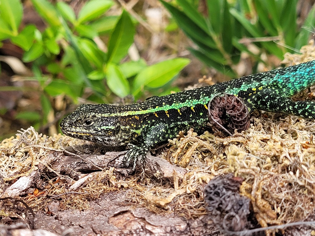 Common Painted Smooth-throated Lizard from Ranco, Los Ríos, Chile on ...