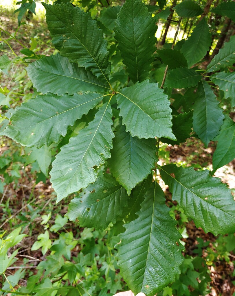 swamp chestnut oak from DeKalb, Georgia, United States on May 30, 2023 ...