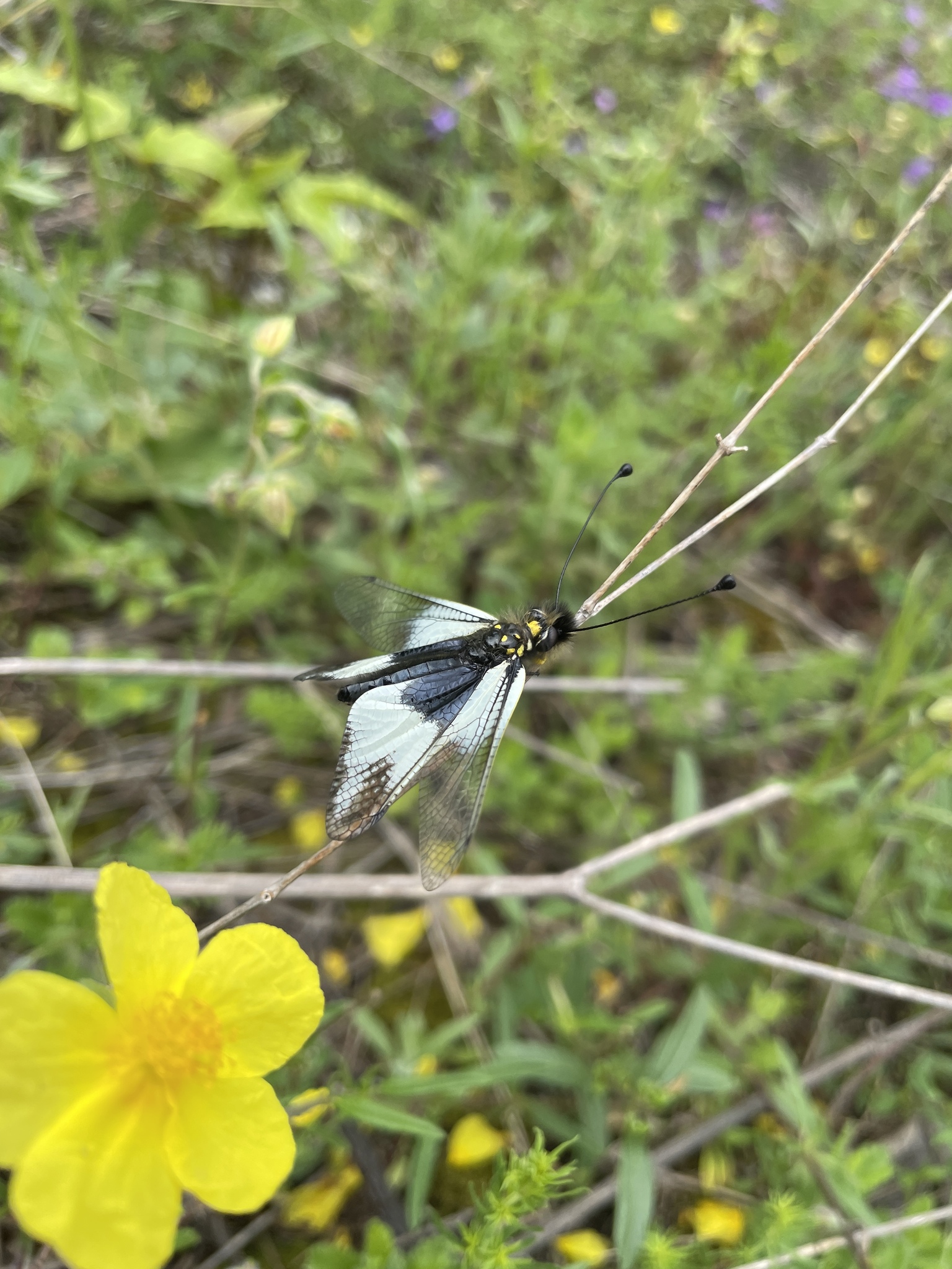 Libelloides lacteus (Brullé, 1832)