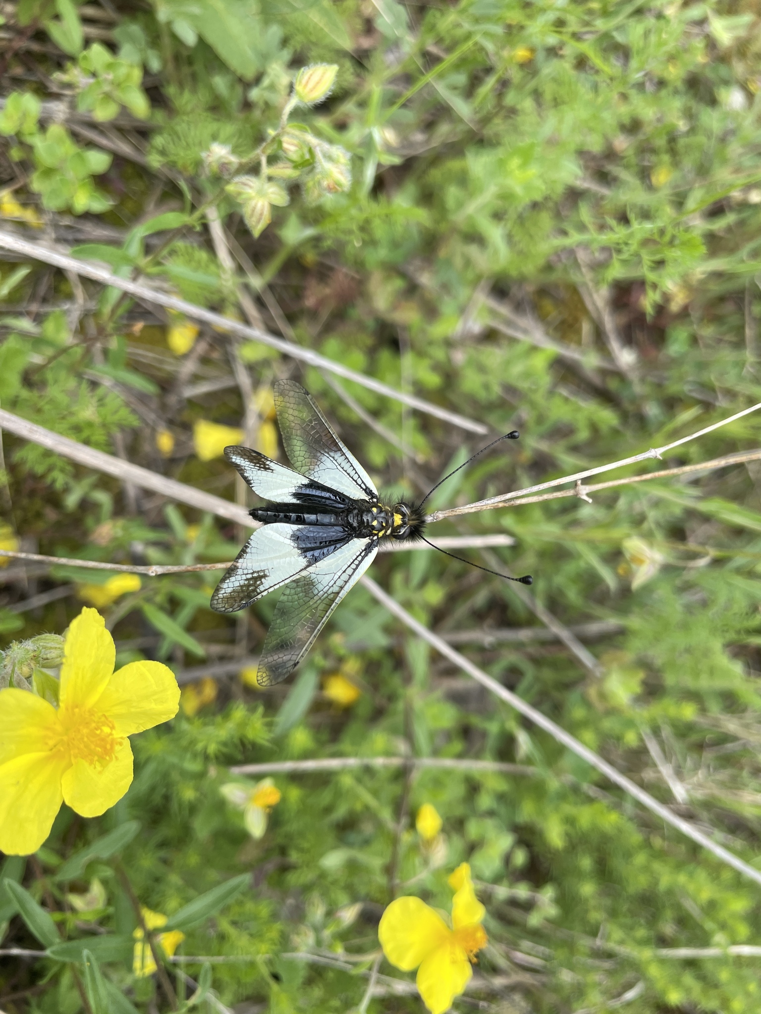 Libelloides lacteus (Brullé, 1832)