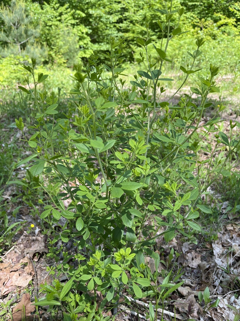 eastern wild indigo from Tolland County, US-CT, US on May 30, 2023 at ...