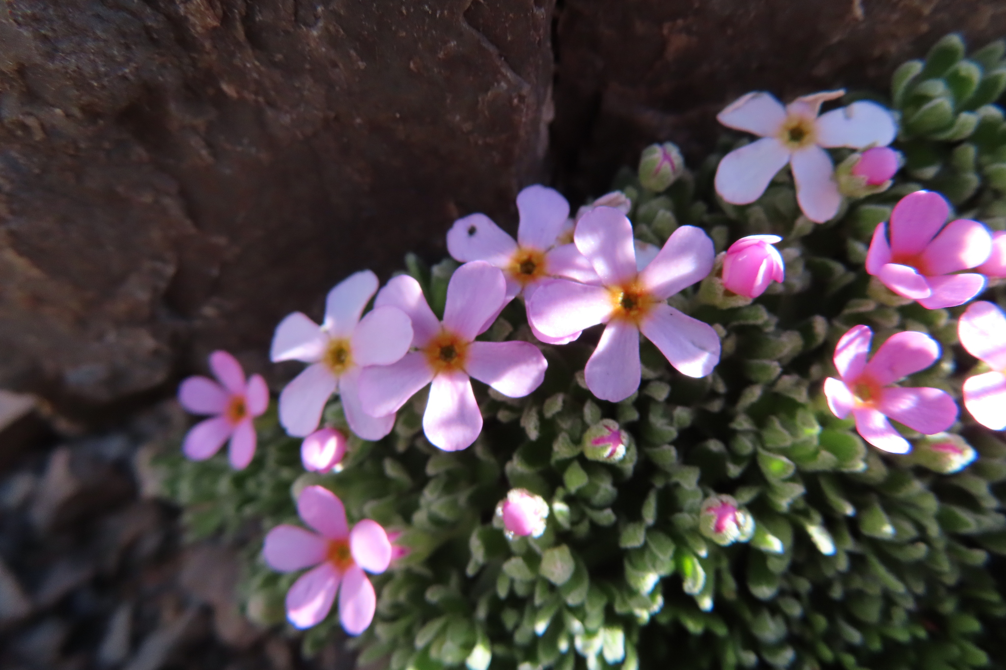 Androsace alpina (L.) Lam.