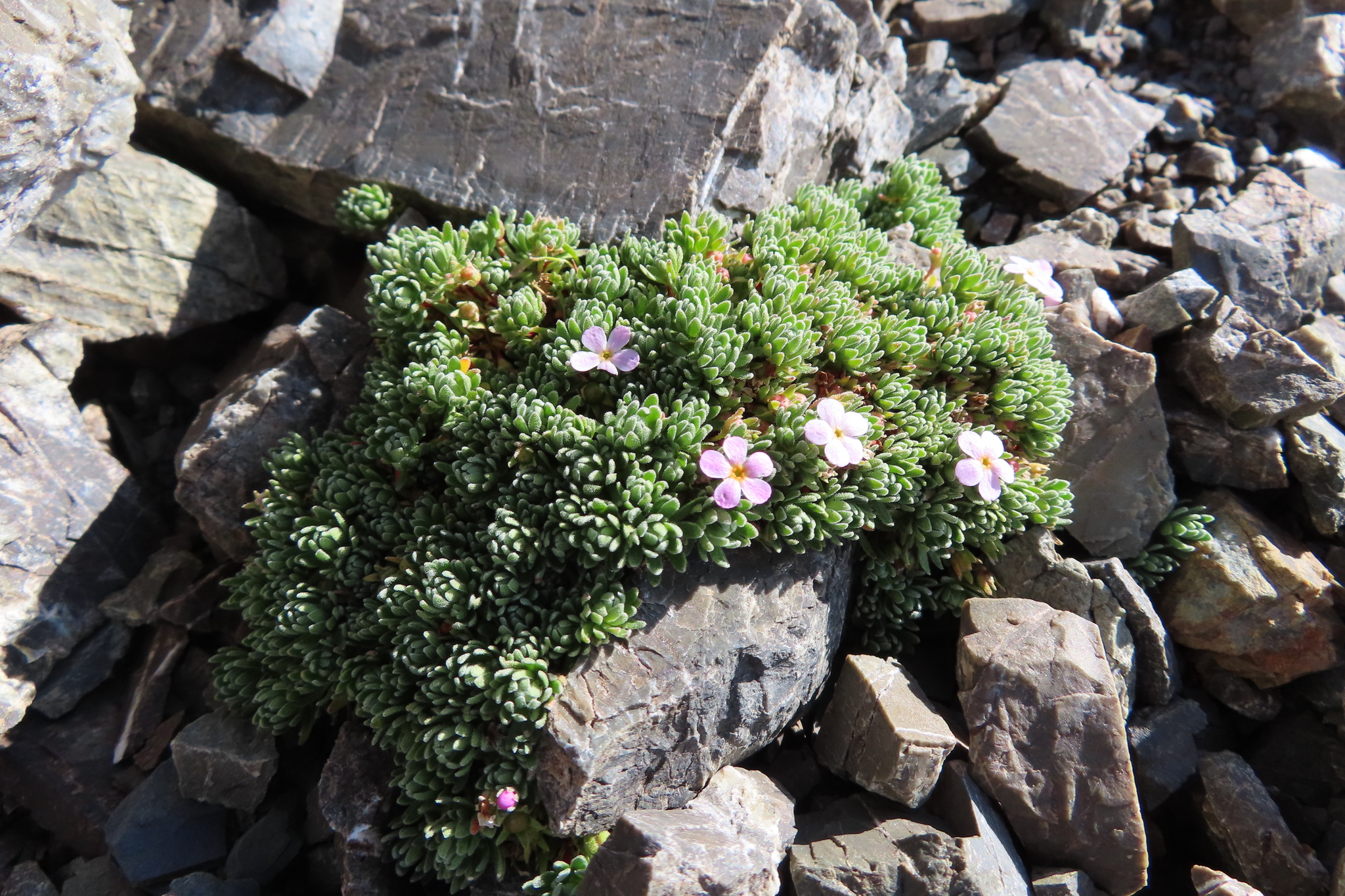 Androsace alpina (L.) Lam.