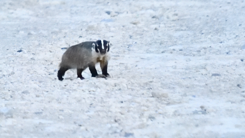 American Badger from Bustamante, N.L., México on May 29, 2023 at 07:30 ...