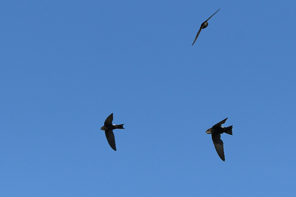 Horus Swift from Colchester, Gqeberha, South Africa on April 6, 2023 at ...