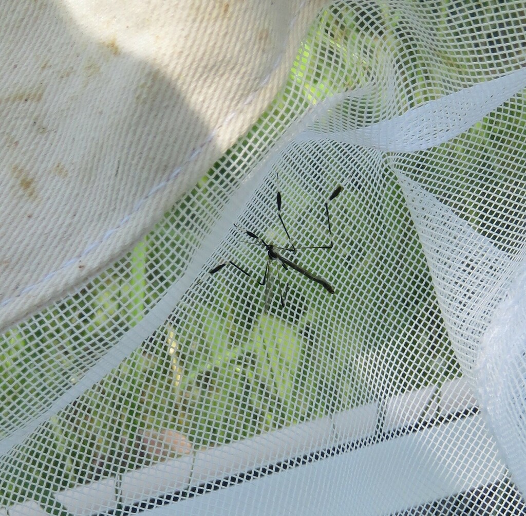 Eastern Phantom Crane Fly from 431 E Rd, Milton, VT 05468, USA on May ...