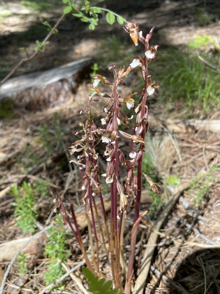 Spring Coralroot in May 2023 by Deborah Bird · iNaturalist