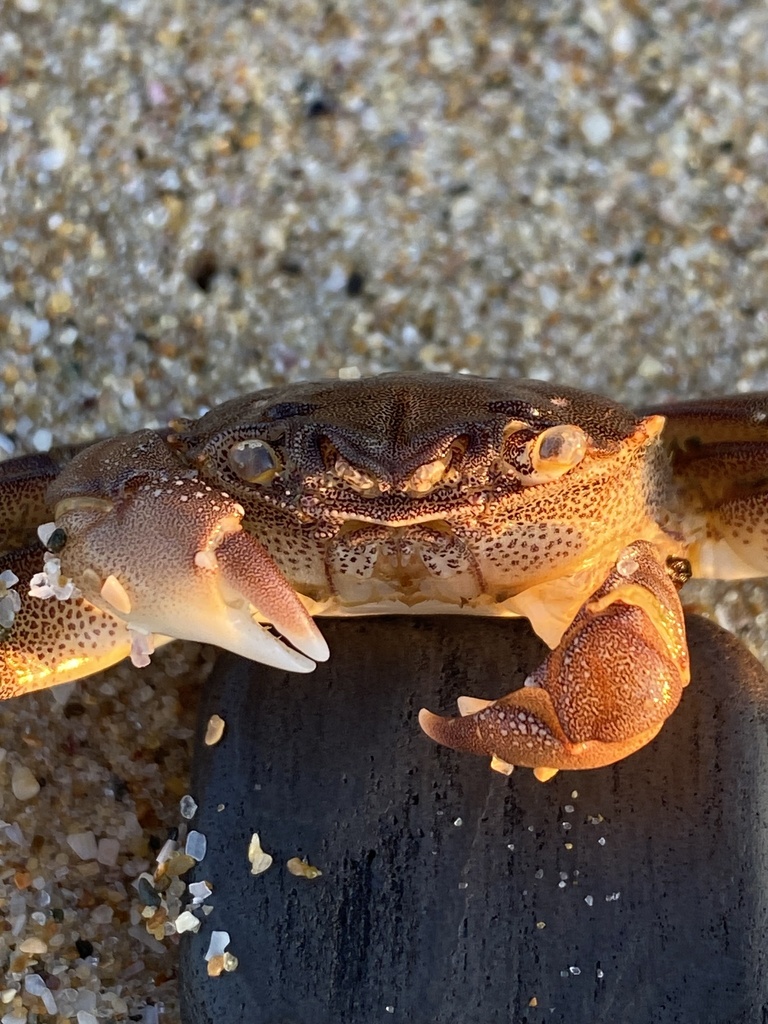 Shiny Bait Crab from Corindi Beach, NSW, AU on May 31, 2023 at 06:44 AM ...