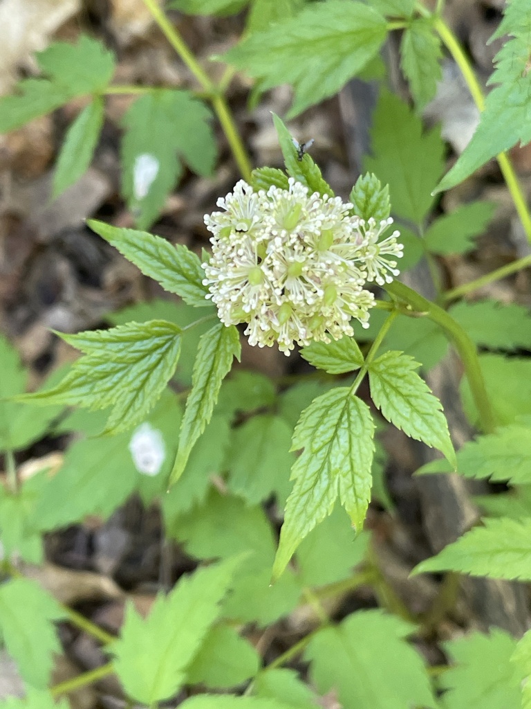 red baneberry from Pima County, AZ, USA on May 30, 2023 at 09:54 AM by ...