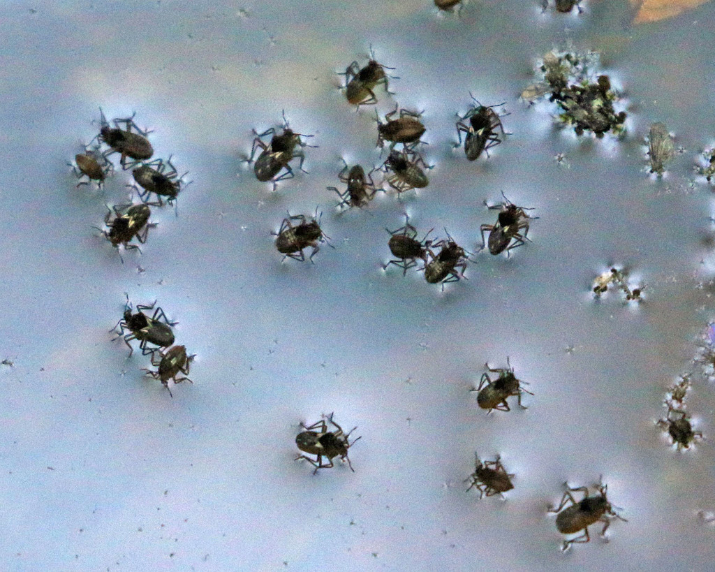 Microvelia signata from Santa Cruz County, AZ, USA on May 29, 2023 at ...