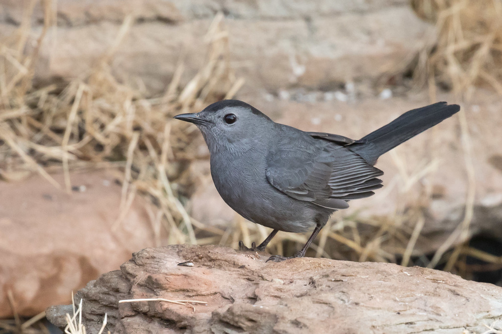 Gray Catbird (Casa Tortuga) · iNaturalist Canada