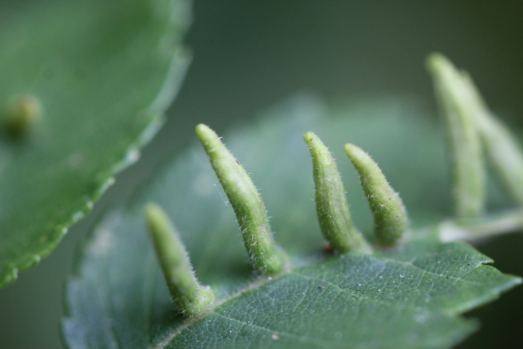 Elm Finger Gall Mite from Longview, TX, USA on May 27, 2023 at 04:00 PM ...