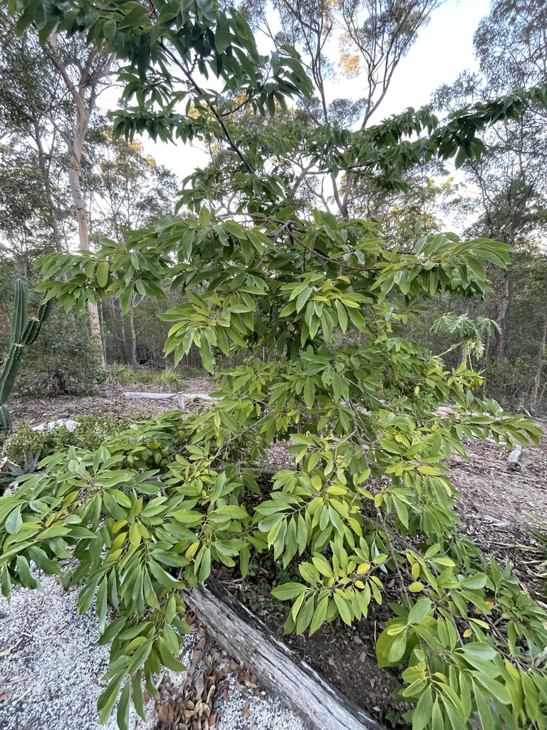 dicots from Scrub Rd, Tandur, QLD, AU on May 31, 2023 at 07:04 AM by ...