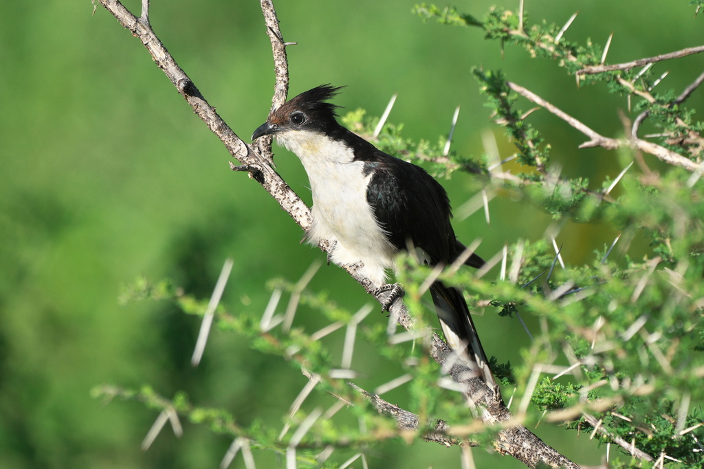 Pied Cuckoo from Ngorongoro Conservation Area, Tanzania on April 7 ...