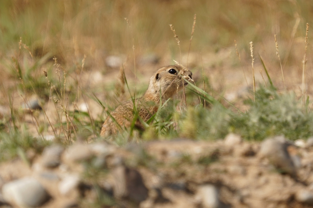 Little Ground Squirrel from Черноземельский р-н, Респ. Калмыкия, Россия ...