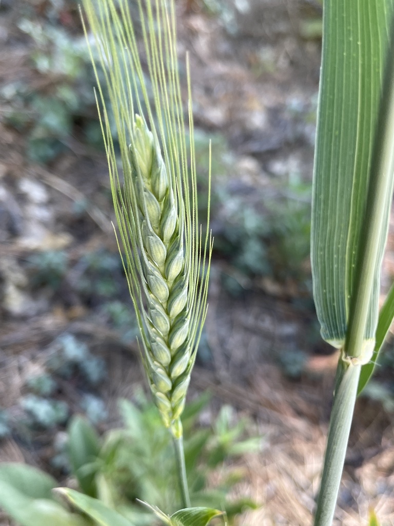 Common Barley from Mount Lemmon Estates, AZ 85619, USA on May 30, 2023 ...