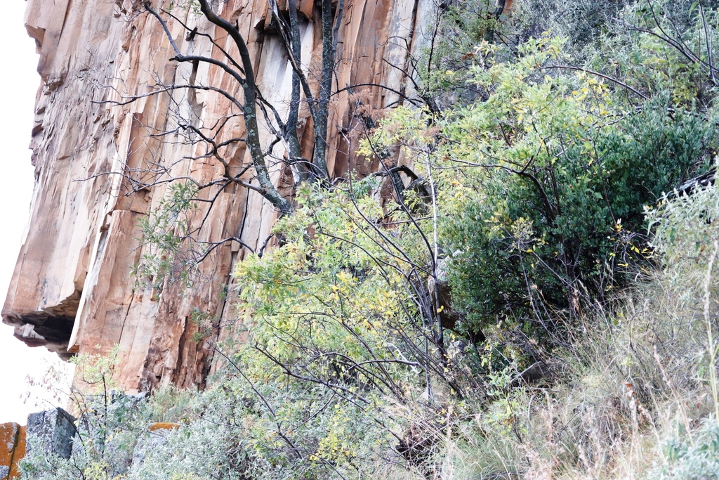 Common Parsleytree from Above Ribbok HIking Hut, Ribbok Trail, Golden ...