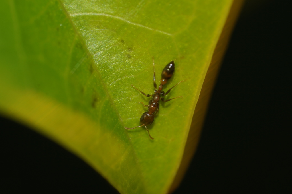 Shining Dark Twig Ant from Anhinga Trail, Homestead, FL, USA on May 29 ...