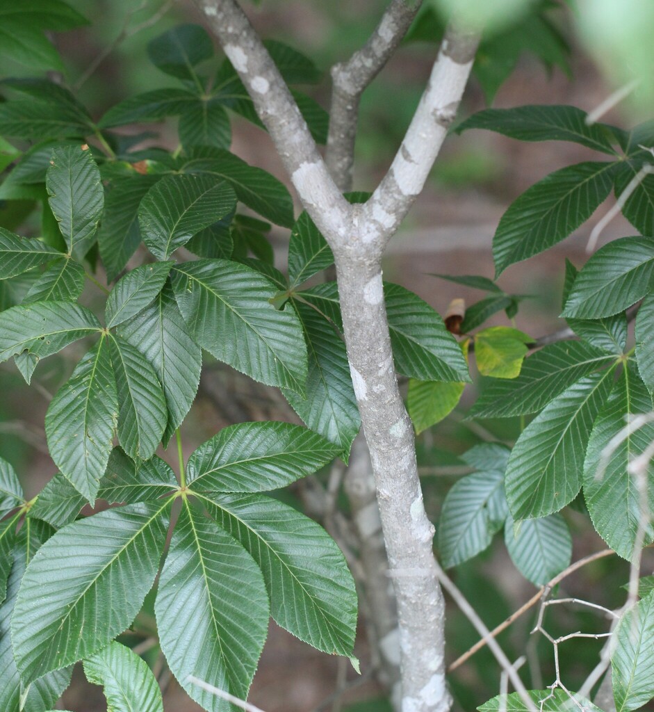 Red Buckeye from Longview, TX, USA on May 27, 2023 at 04:22 PM by ...