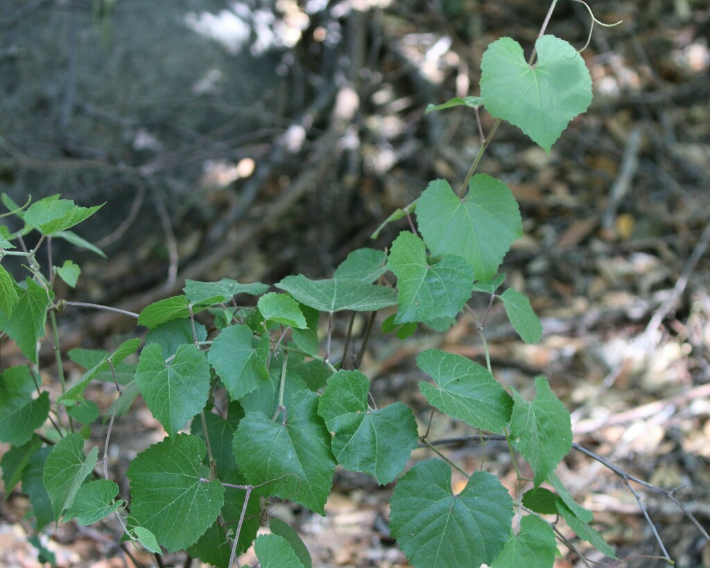 canyon wild grape from Santa Cruz County, AZ, USA on May 29, 2023 at 10 ...