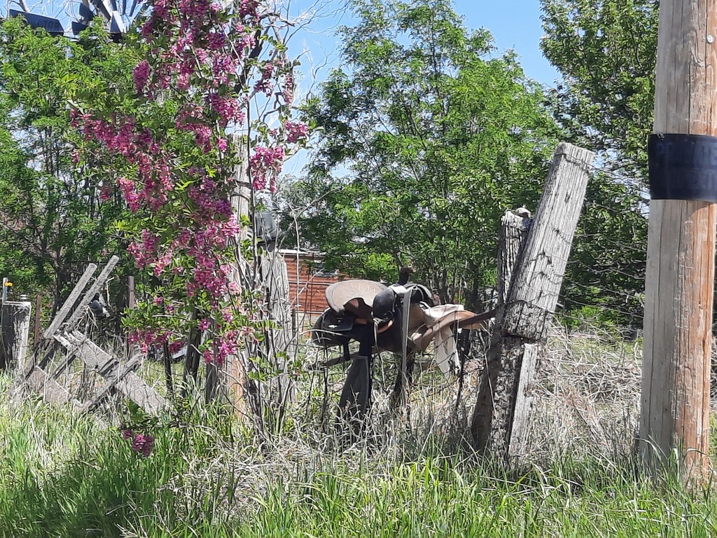 dicots from Dawes County, NE, USA on May 30, 2023 at 01:48 PM by ...