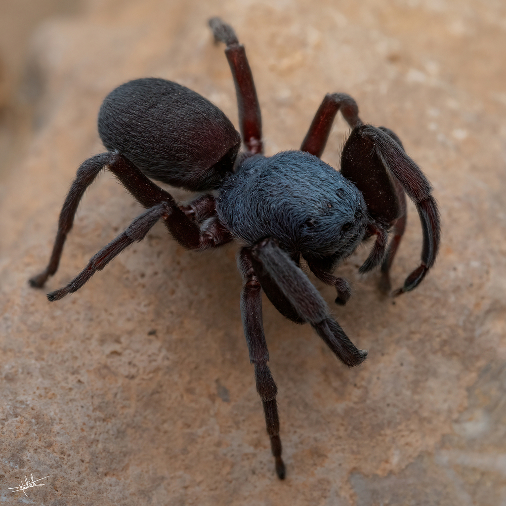 Common Palp-footed Spiders from Jabel Mobrah - Ras al Khaimah - United ...