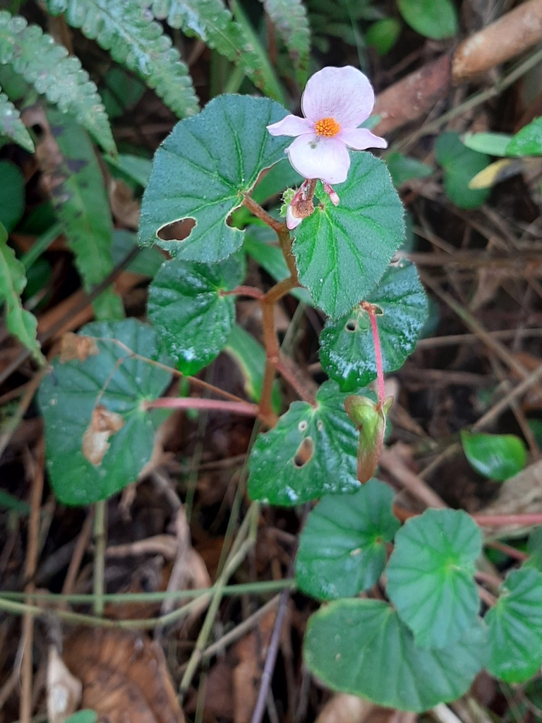 Fischer's begonia (Begonia fischeri) - Botanical Realm