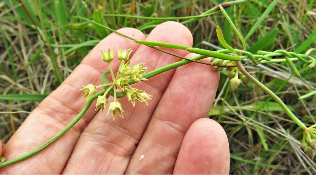 Gulf Coast Swallow-wort from Boggy Nature Park, Calhoun Co., TX, US on ...