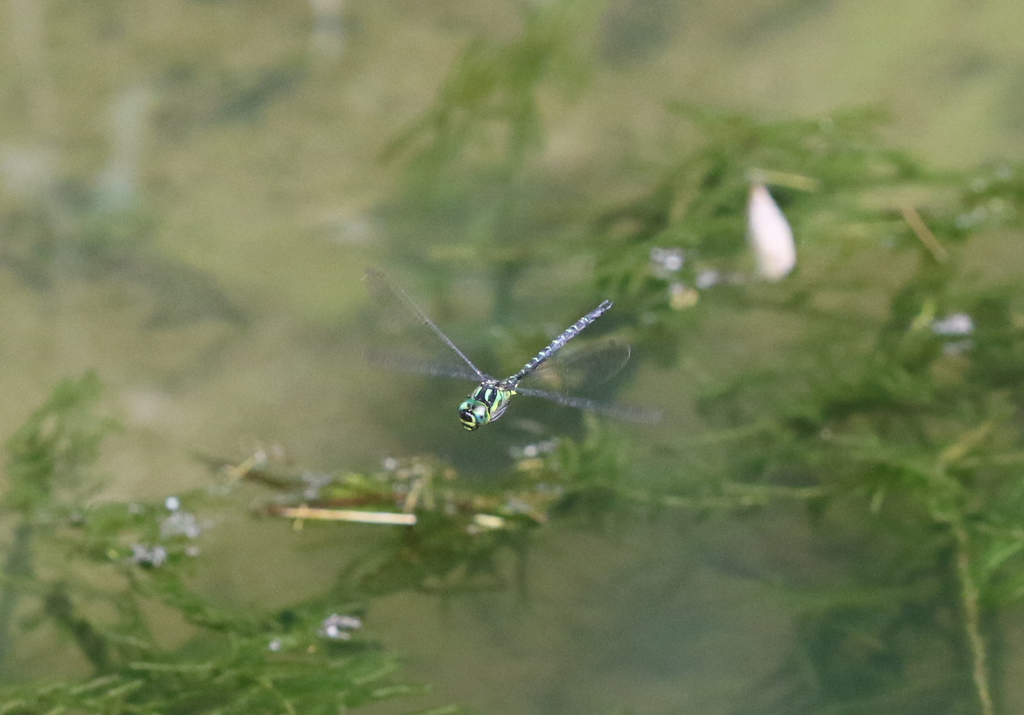 Planaeschna taiwana from 646台灣雲林縣古坑鄉81-5號 on November 25, 2018 at 11:37 ...