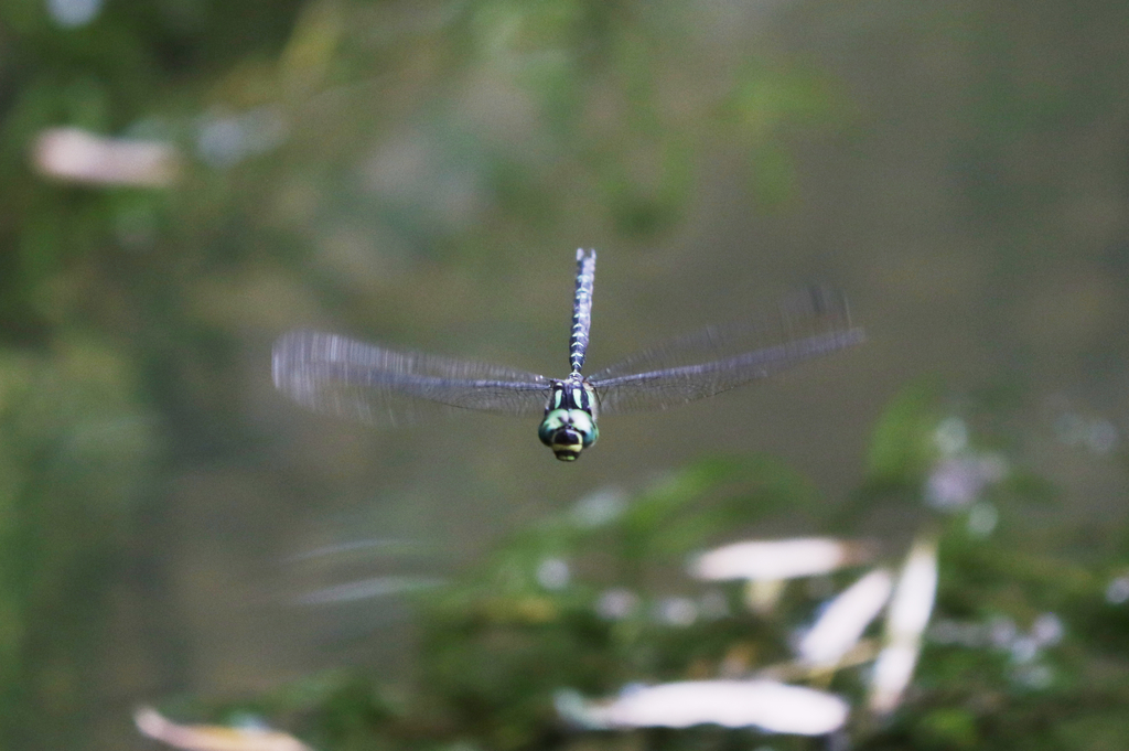 Planaeschna taiwana from 646台灣雲林縣古坑鄉81-5號 on November 25, 2018 at 11:45 ...