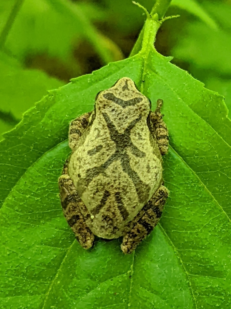 Spring Peeper from Stanford Township, MN, USA on May 27, 2023 at 12:41 ...