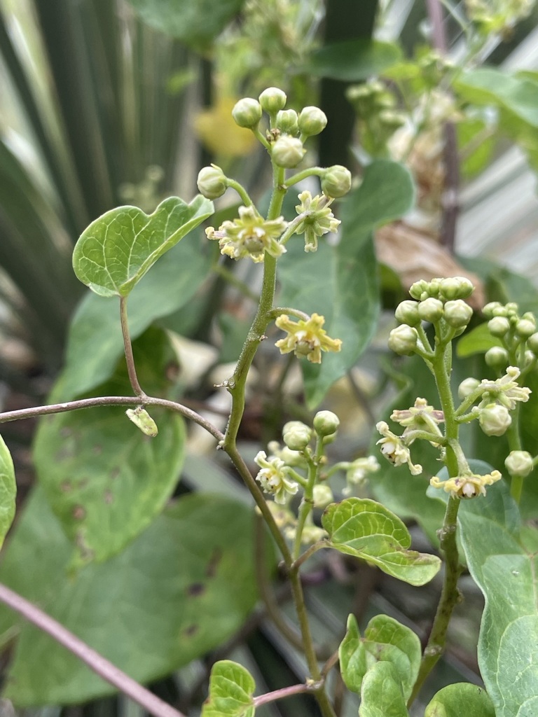 Talayote in May 2023 by plantperson7654 · iNaturalist