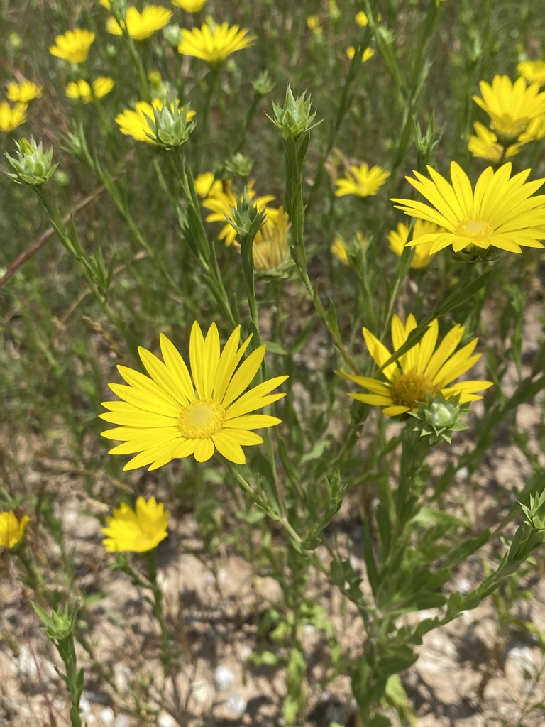 Xanthisma from Forest Service Rd 908, Alvord, TX, US on May 30, 2023 at ...