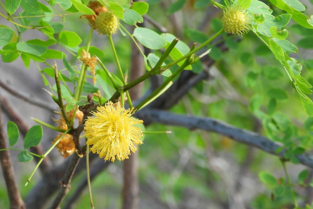 Golden-ball Lead Tree from Jeff Davis County, TX, USA on May 22, 2023 ...