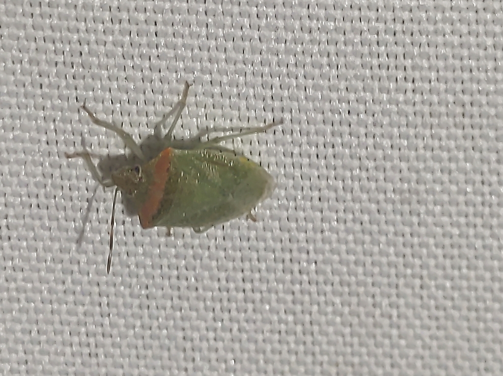 Stink Bugs from 70297-400 - SH Grande Colorado Condomínio Mansões ...