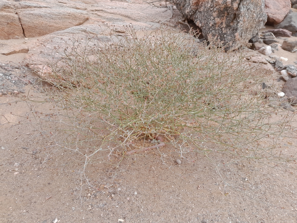Namib Milkweed from Sesfontein, Skeleton Coast Park, NA-KU, NA on May ...