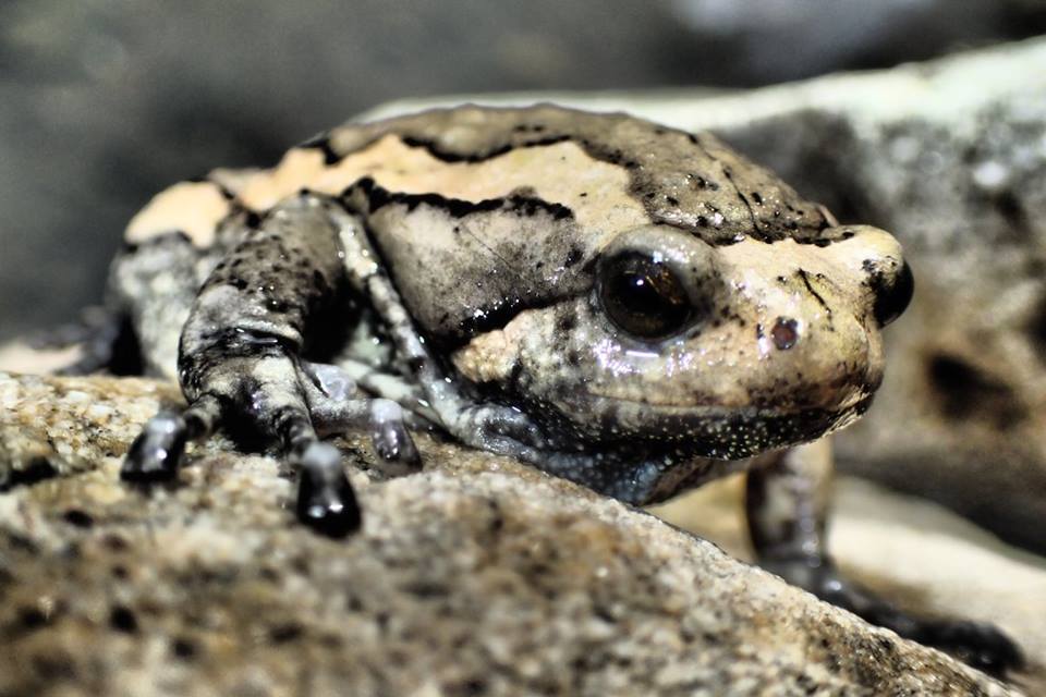 Asian Painted Frog from Bongabong, Oriental Mindoro, Philippinen on ...