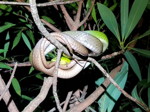North China Green Snake (Ptyas multicincta) - Snakes and Lizards