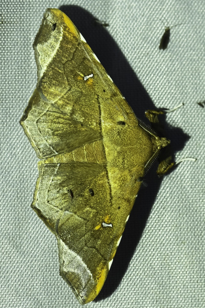 Episparis exprimens from Lahad Datu, Sabah, Malaysia on November 11 ...
