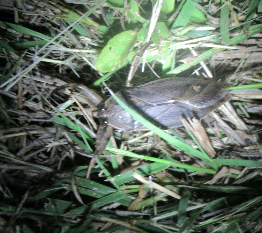 Uhler's Giant Water Bug from Powderhorn WMA, Calhoun County, TX, USA on ...