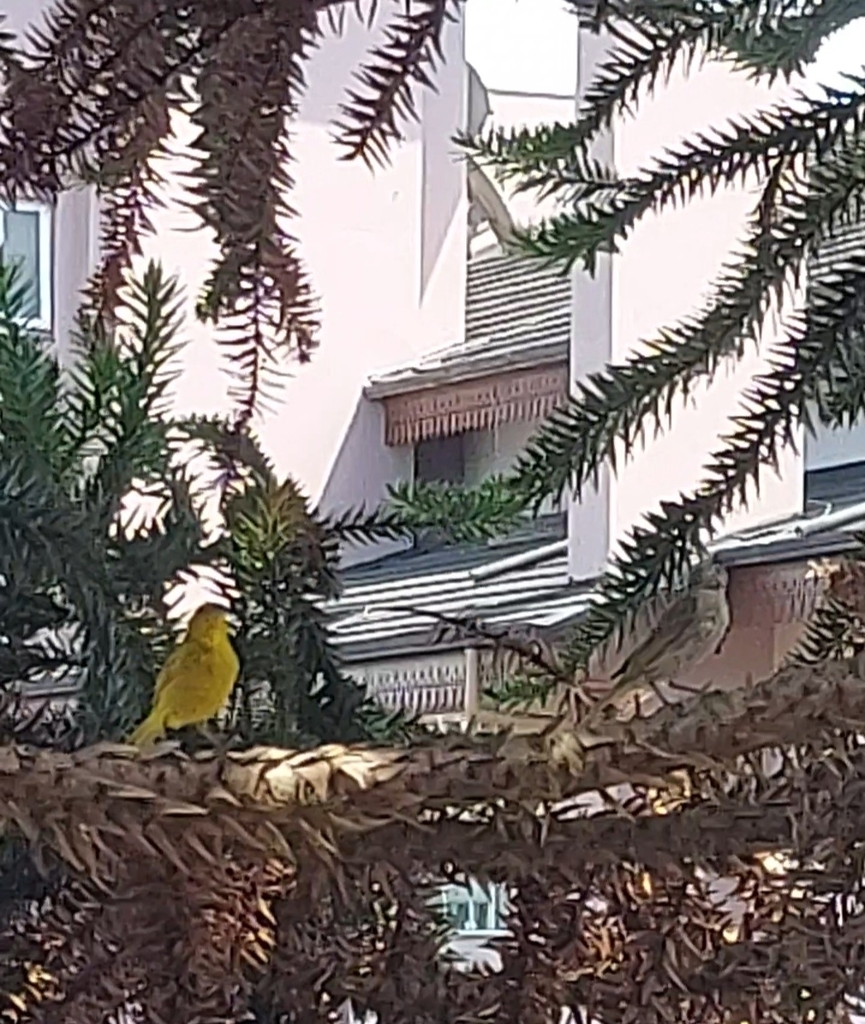 Saffron Finch from Centro, Canela - RS, 95680-000, Brasil on February ...