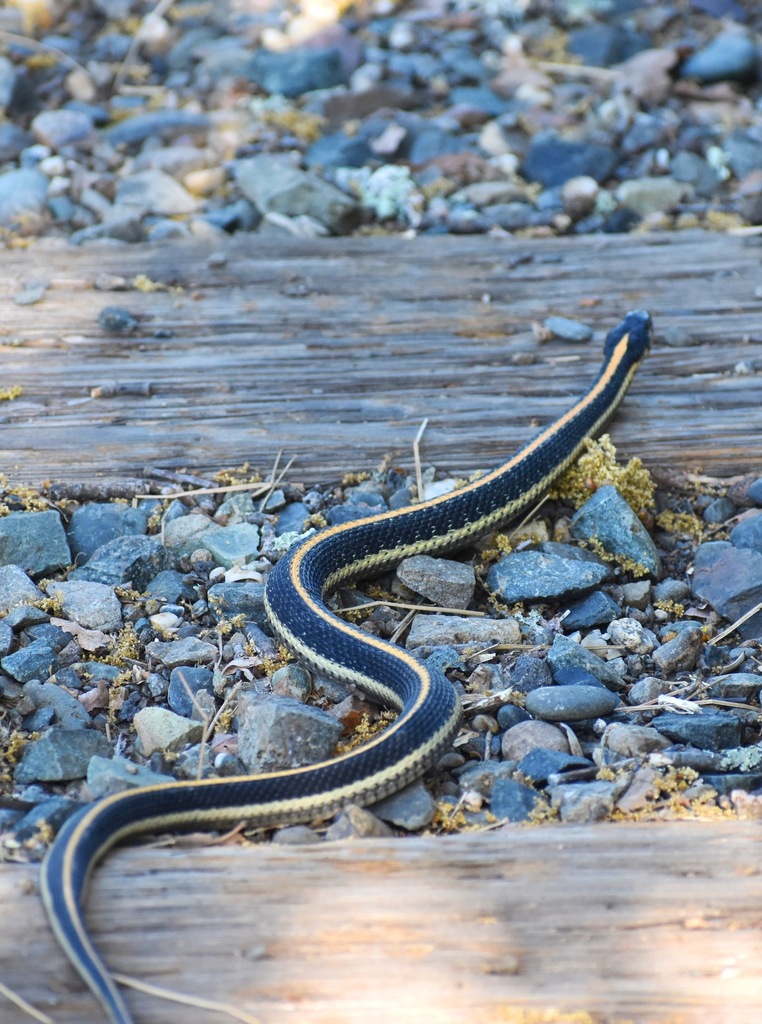 Mountain Garter Snake from El Dorado County, CA, USA on May 5, 2020 at ...