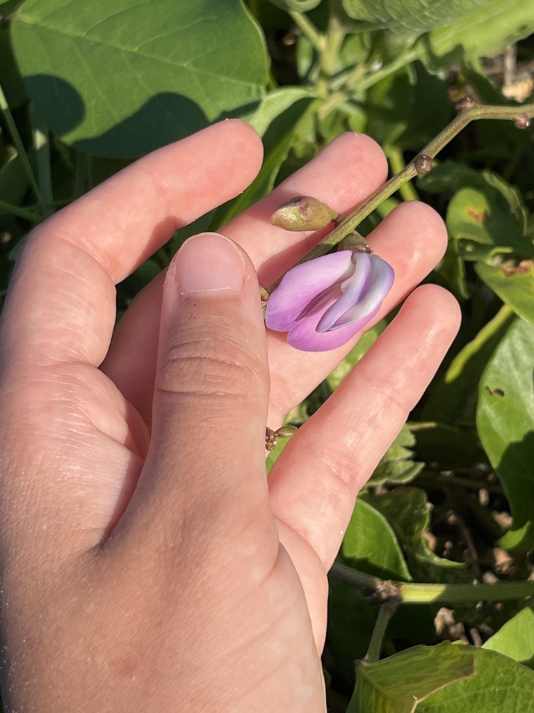 Beach Bean from South Padre Island, South Padre Island, TX, US on May ...